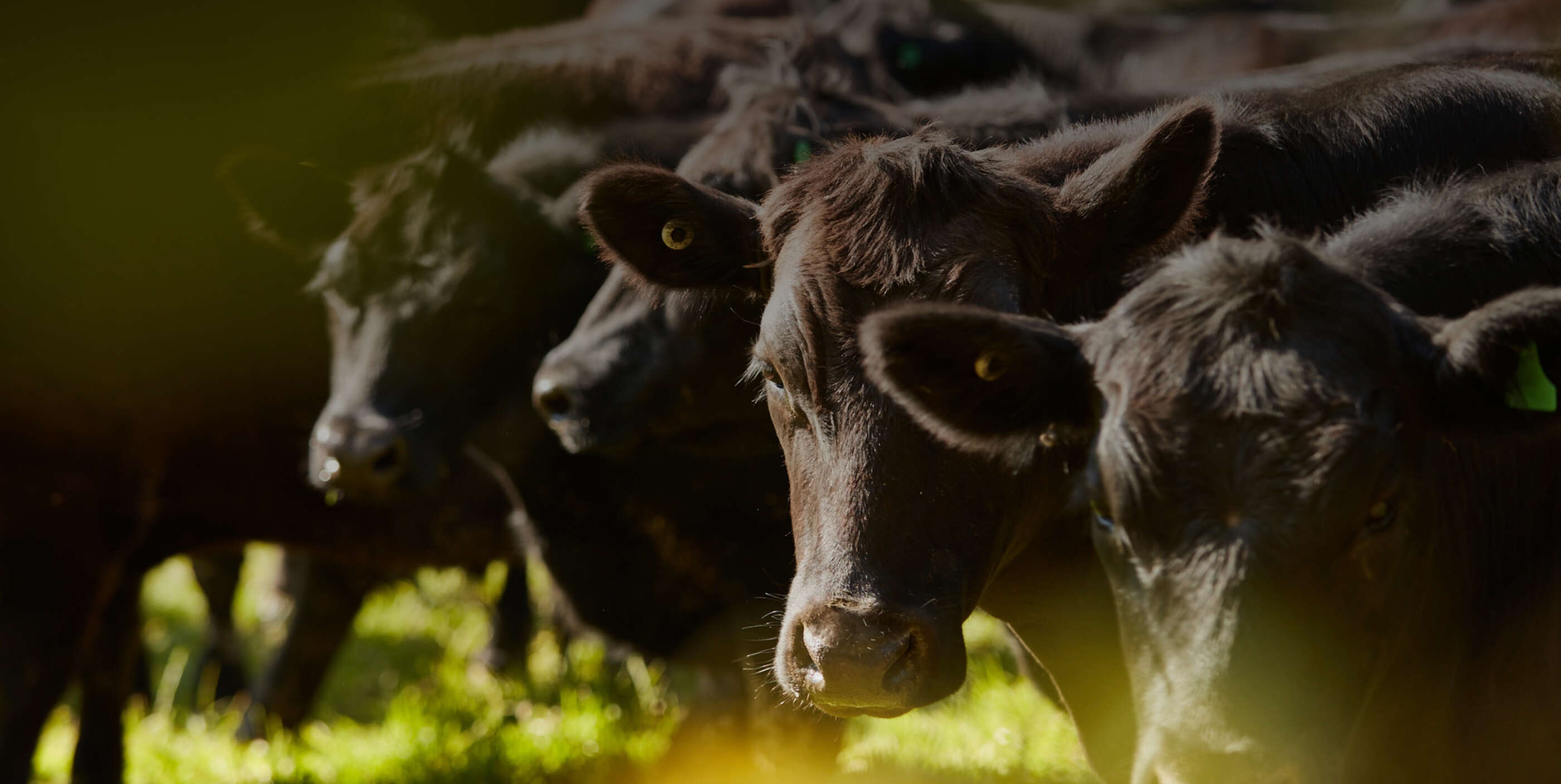 O'Connor | Our Products