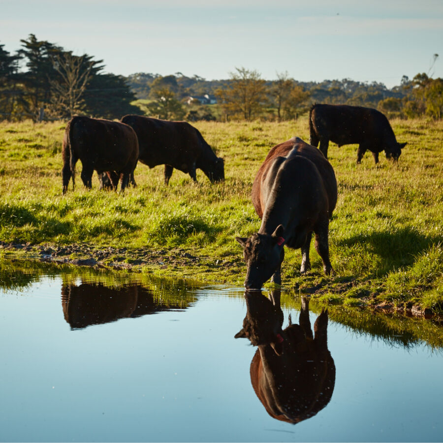 O'Connor | Our Products