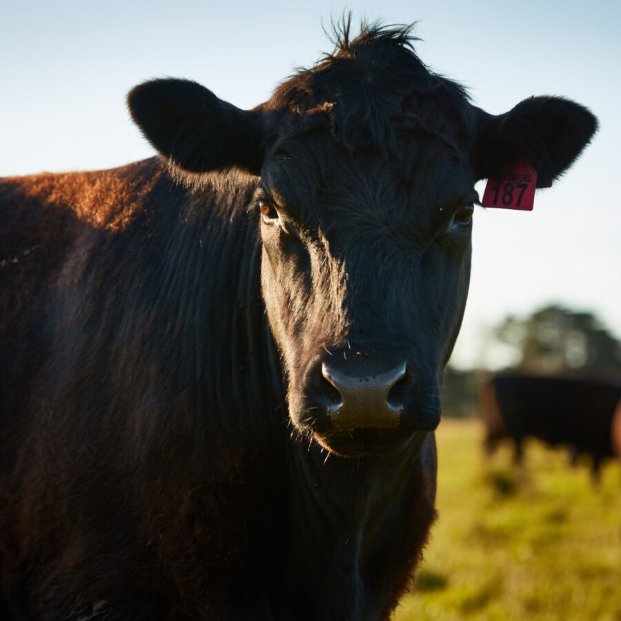 O'Connor | Our Story